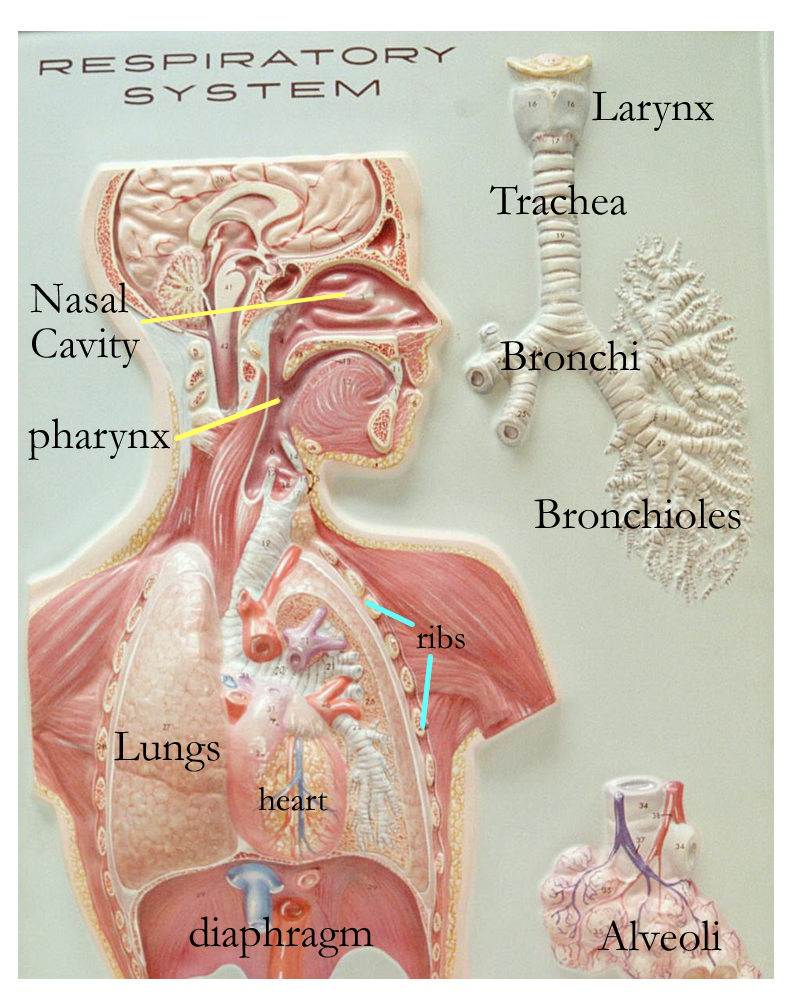 Respiratory Models